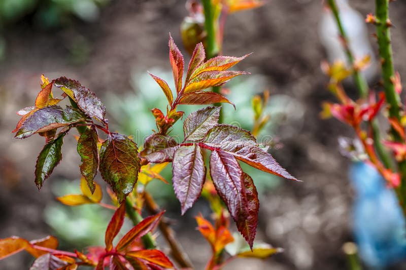 Amazing Young Rose Leaves with Blurred Background Stock Image - Image ...