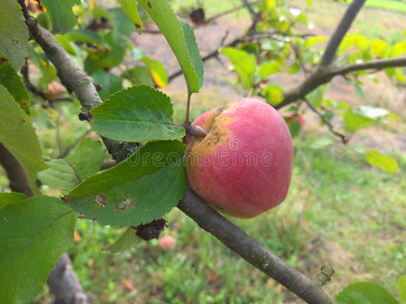 Amazingly Beautiful Apple Fruit with a Combination of Green Stock Image ...