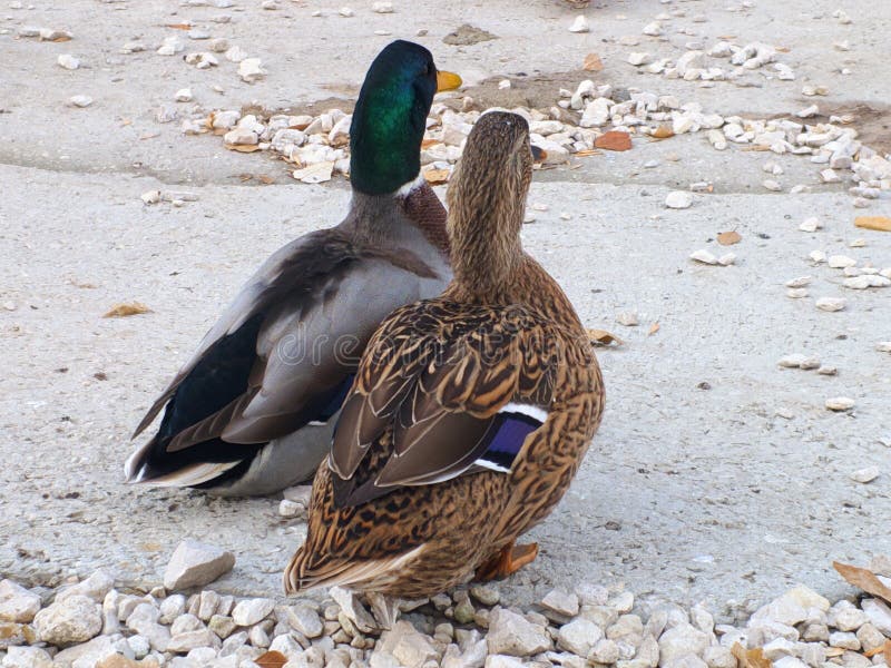Amazingly Beautiful Duck View Stock Photo - Image of beak, waterbird ...
