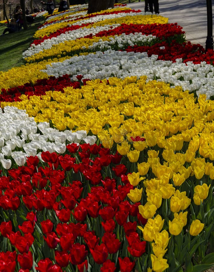 Amazingly Beautiful Flower Bed with Tulips is a Good Example of ...