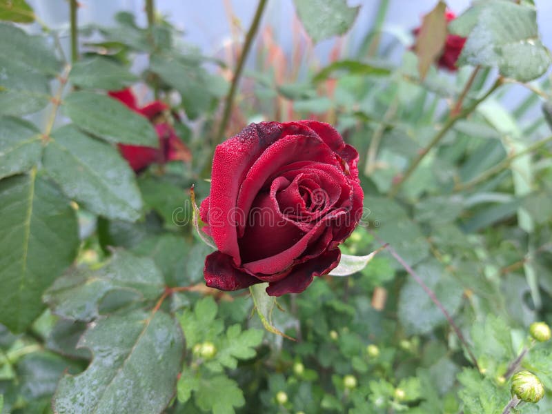 Amazingly Beautiful Rose Flowers with a Combination of Green Stock ...