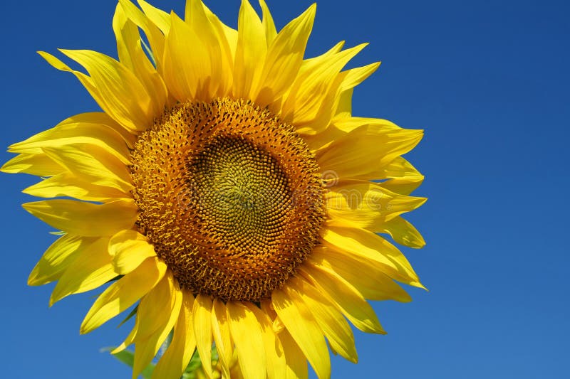 Amazingly Beautiful Sunflower, Close-up Shot Stock Photo - Image of ...