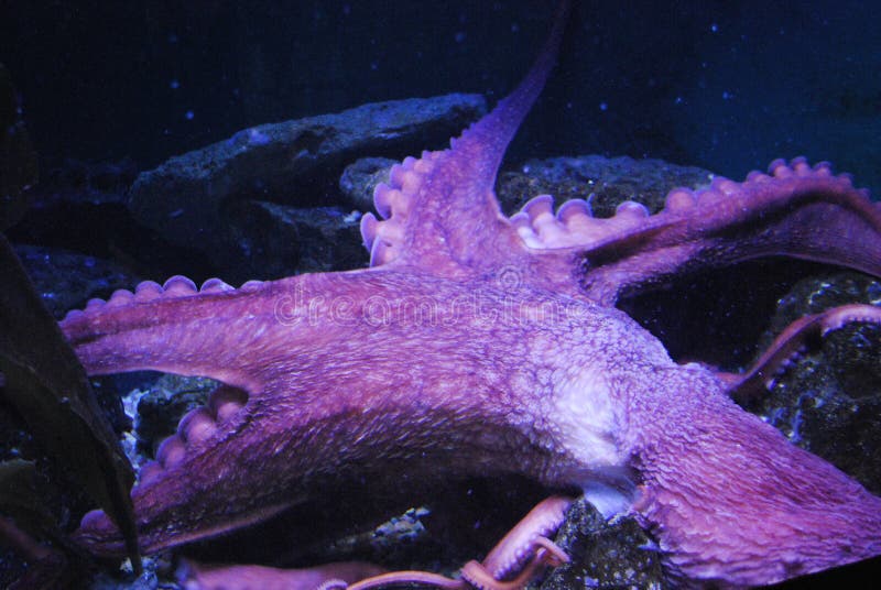 1,362 Pink Octopus Stock Photos - Free & Royalty-Free Stock Photos from ...
