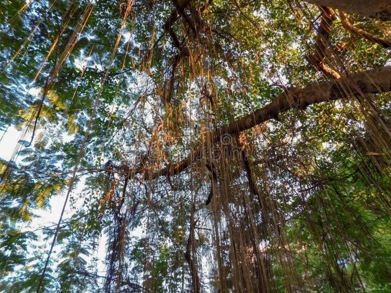 The Amazingly Long Air Roots of a Tall Tropical Tree. Stock Image ...