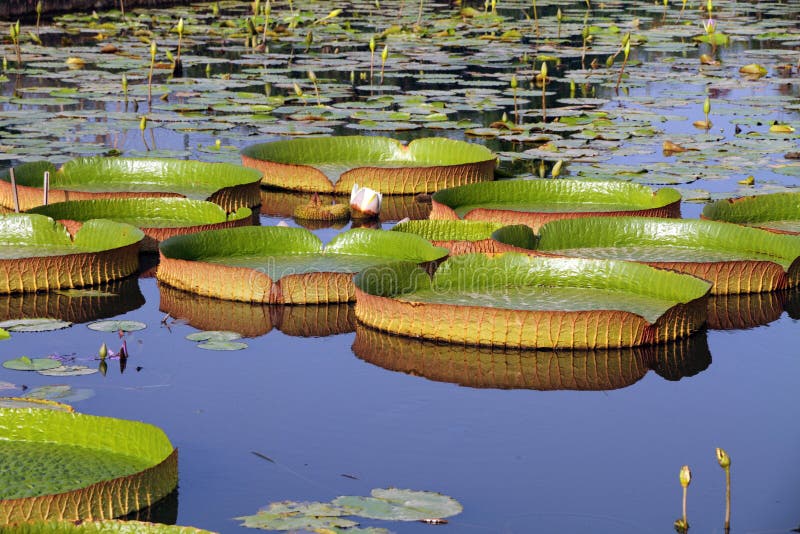 Amazon lily pads in asia stock photo. Image of rain, outdoor - 5880250