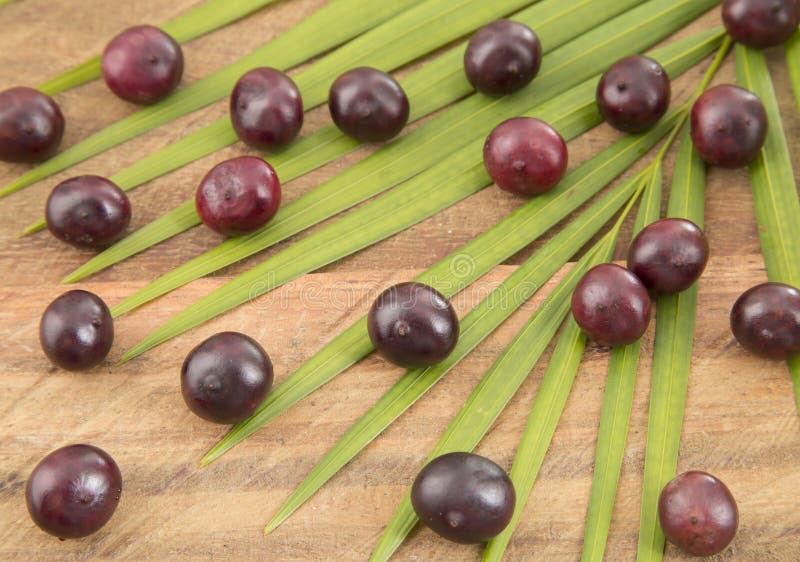 The Amazon Acai Fruit Euterpe Oleracea Stock Image - Image of natural ...