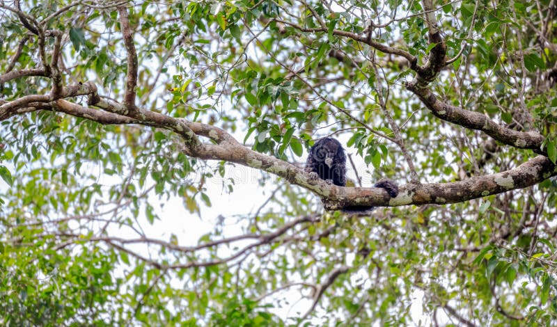 Beautiful Saki Monkey Pithecia Monachus, Sitting on a Branch Inside of ...