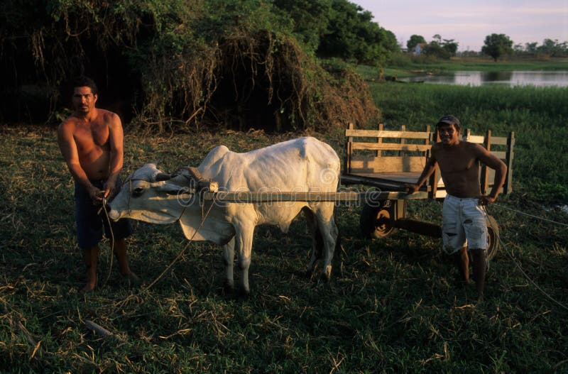 Amazon Basin editorial stock photo. Image of estado, amazon - 24782948