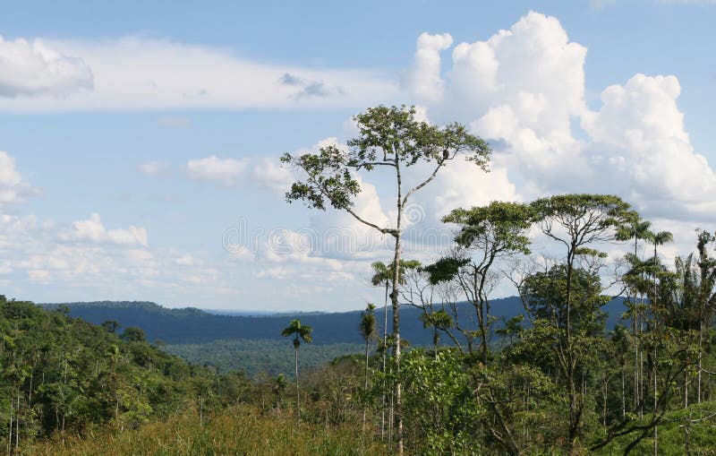 Amazon basin stock image. Image of color, colorful, nature - 8346487