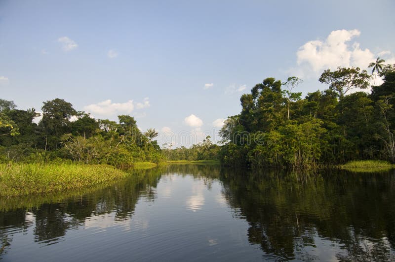 Amazon river stock photo. Image of peru, brazil, habitat - 14296478