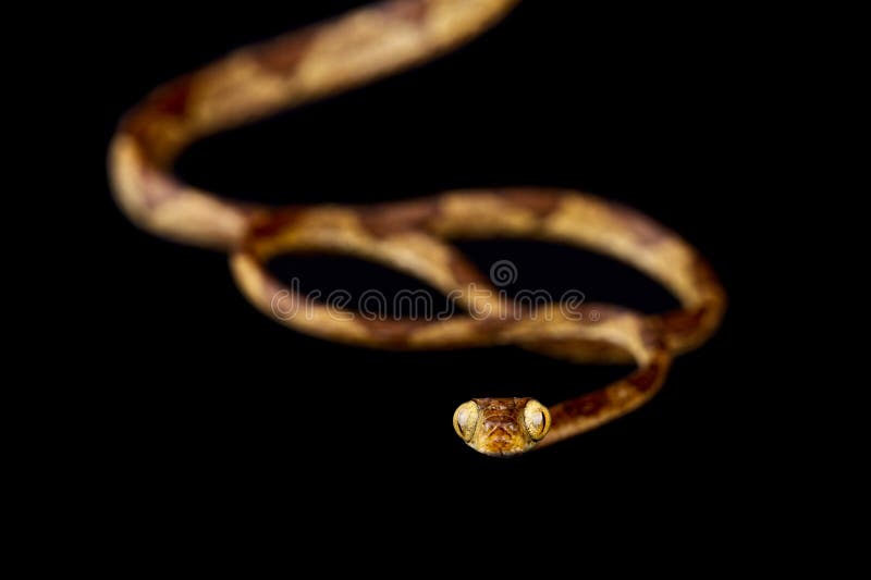 Amazon Basin Blunt-headed Tree Snake (Imantodes Lentiferus) Stock Photo ...
