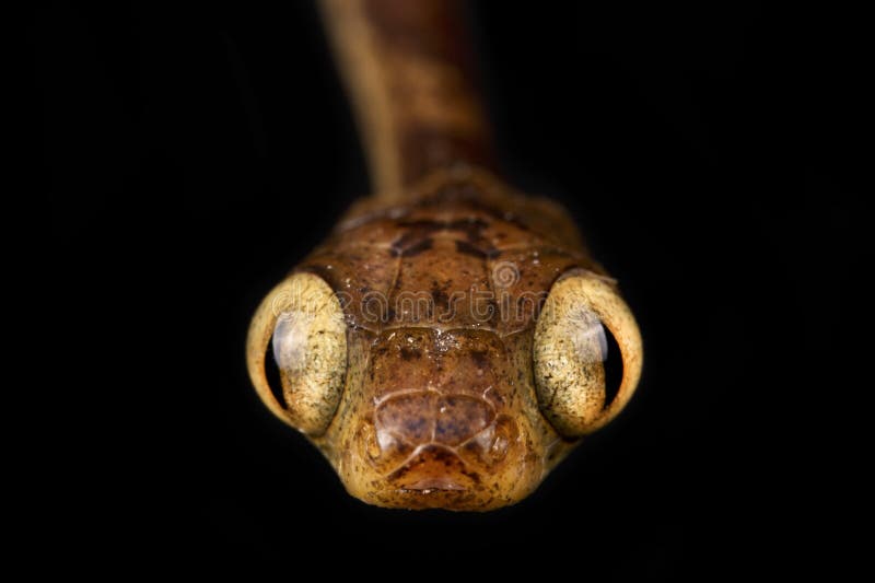 Amazon Basin Blunt-headed Tree Snake (Imantodes Lentiferus) Stock Photo ...