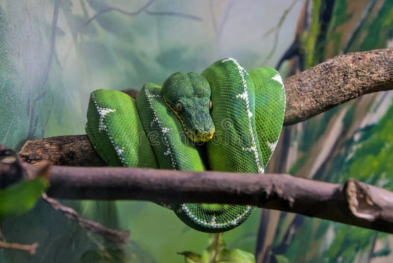 Amazon Basin Emerald Green Boa Corallus Batesii Stock Photos - Free ...