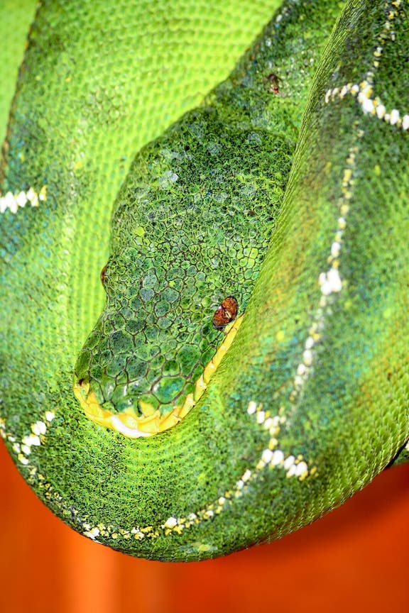 Amazon Basin Emerald Tree Boa Stock Image - Image of corallus, forests ...