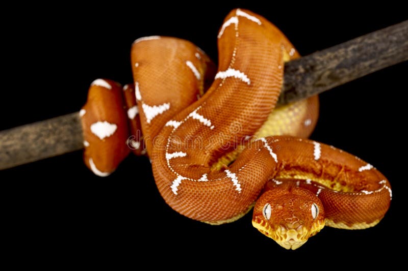 Arsenal Ecuador Stock Photos - Free & Royalty-Free Stock Photos from ...