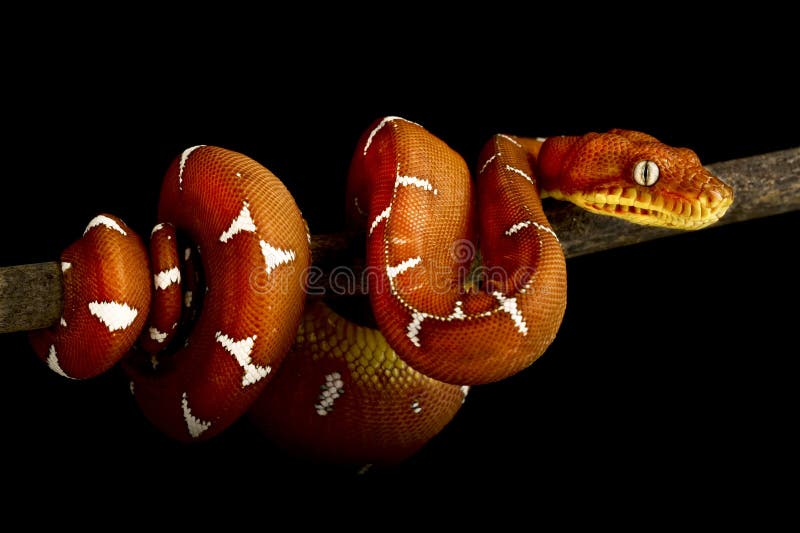 Arsenal Ecuador Stock Photos - Free & Royalty-Free Stock Photos from ...