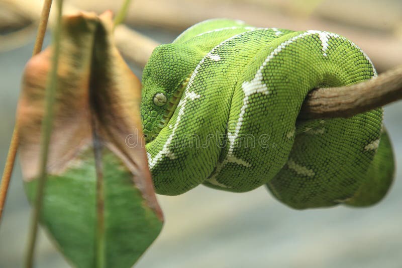 Amazon Basin Emerald Tree Boa Stock Image - Image of branch, basin ...
