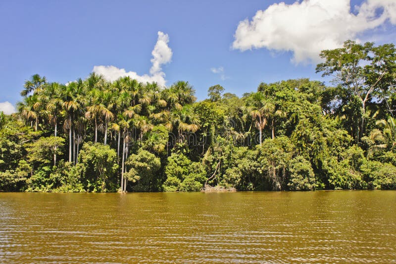 Amazon lake scenery stock image. Image of isolated, untouched - 3647797