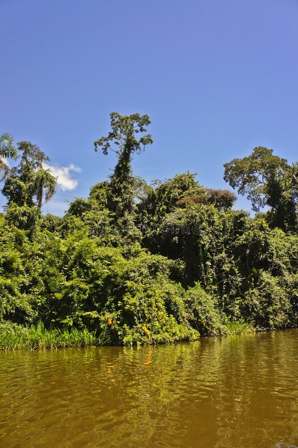 Amazon Basin, Sandoval Lake, Peru, South America Stock Image - Image of ...