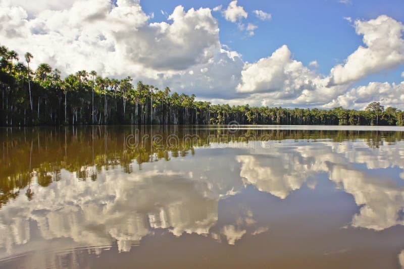 Amazon lake scenery stock image. Image of isolated, untouched - 3647797