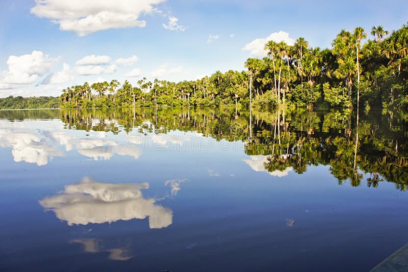 Amazon Basin, Sandoval Lake, Peru, South America Stock Photo - Image of ...