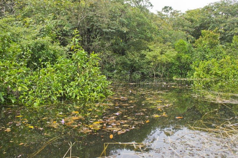 Amazon Basin Jungle, Suspended Bridge between Two Big Trees, Peru ...