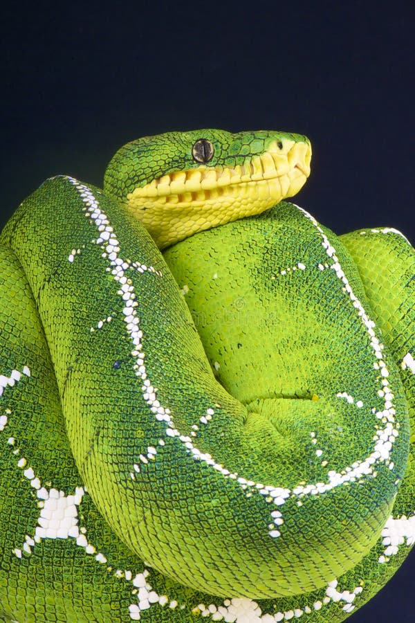 Amazon Basin Tree Boa / Corallus Batesi Stock Photo - Image of ...