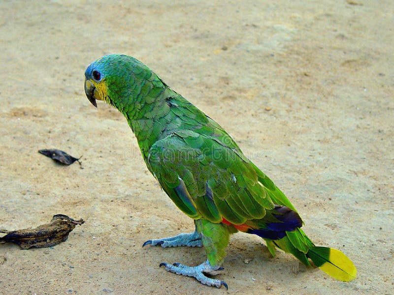 Amazon Blue Fronted Parrot Walking on Ground Stock Photo - Image of ...