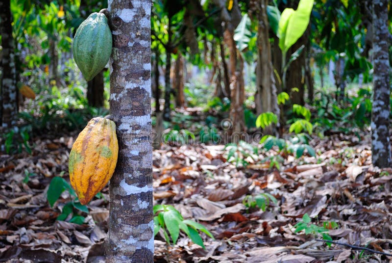 Amazon forest stock image. Image of river, amazonas, estate - 43527893
