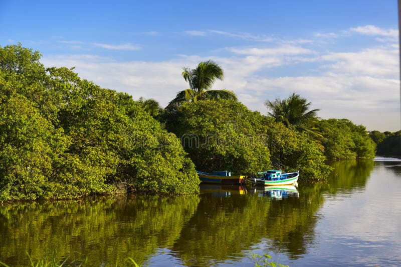 Life in the Amazon Jungle stock photo. Image of rainforest - 21002508