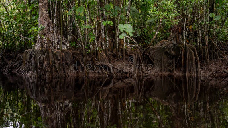 Amazon forest stock photo. Image of beach, america, adventure - 381927062