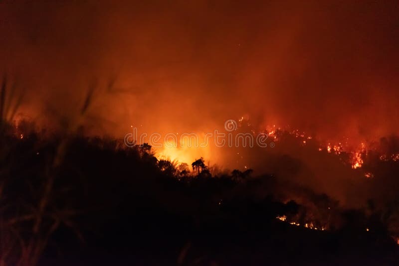 Amazon Forest Fire Disater Problem.Fire Burns Trees in the Mountain at ...