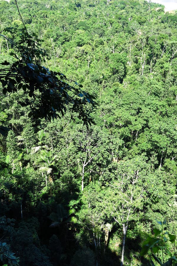 Amazon forest stock photo. Image of adventure, growth - 99100426