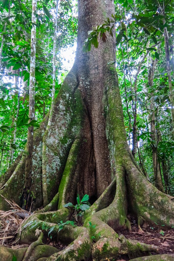 Amazon Forest in the Madidi National Park, Bolivia Stock Image - Image ...