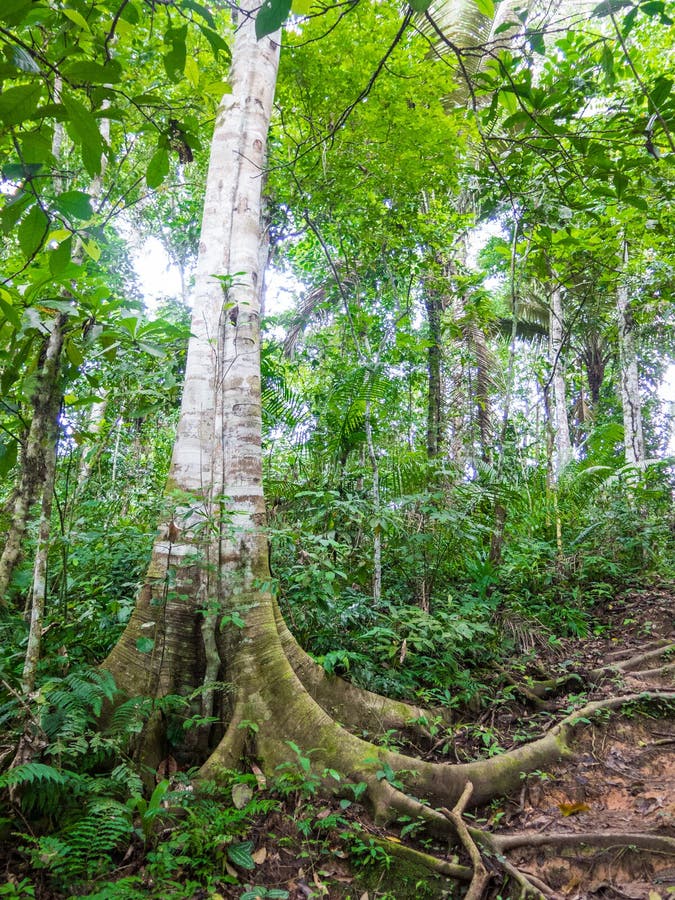 Amazon Forest in the Madidi National Park, Bolivia Stock Photo - Image ...