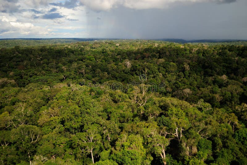 Amazon forest stock image. Image of river, amazonas, estate - 43527893
