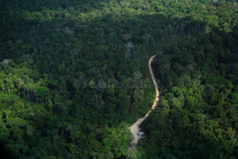 Amazon forest stock image. Image of river, amazonas, estate - 43527893