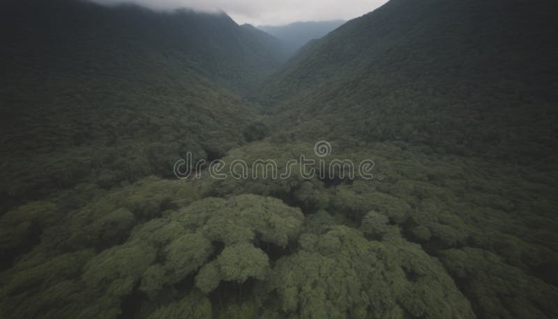 Amazon Forest Top View Beautiful Landscape Stock Illustration ...