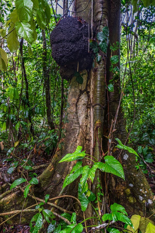 Amazon forest stock image. Image of america, paradise - 350567069