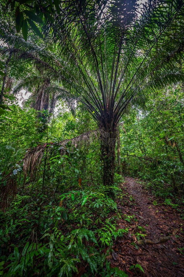 Amazon forest stock photo. Image of leaf, nature, forest - 350680426