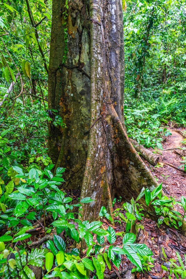 Amazon forest stock photo. Image of green, peaceful - 365309594