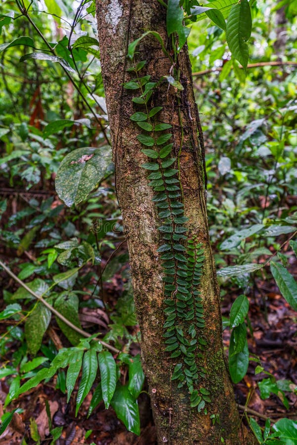 Amazon forest stock image. Image of costa, green, background - 366927981