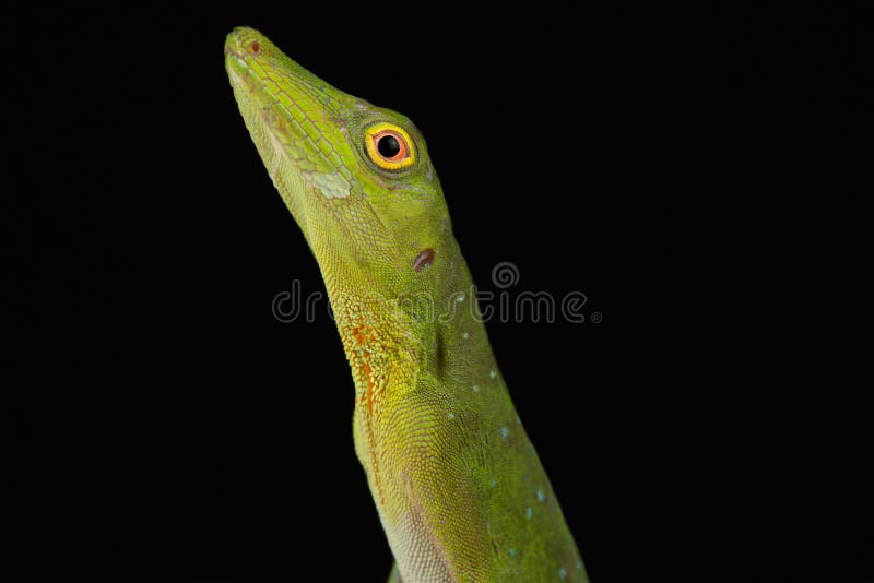 Anolis punctatus stock photo. Image of punctatus, ecuador - 10160358