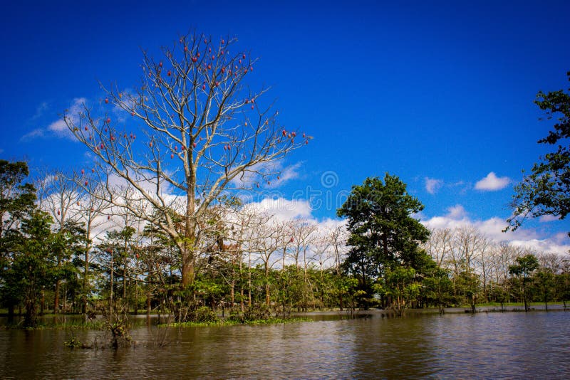 Amazon Jungle, Amazon River with Sunshine and Blue Sky Stock Image ...