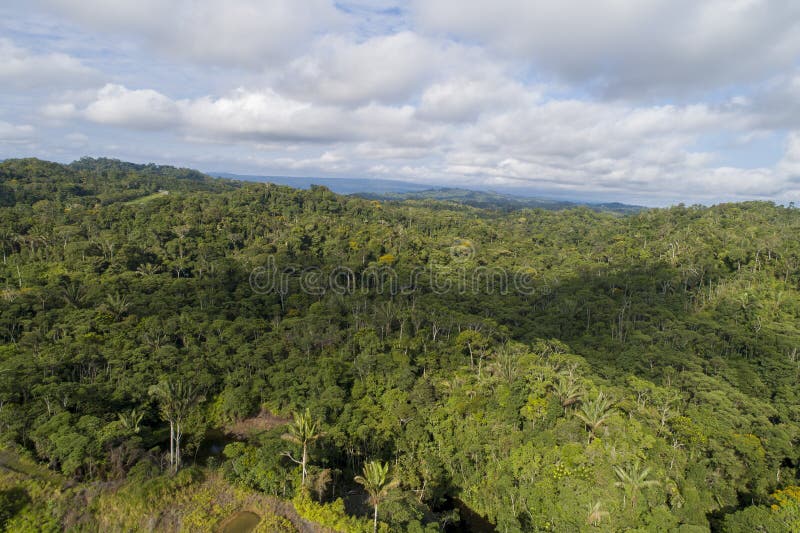 Amazon Jungle Landscape from the East of Ecuador Stock Photo - Image of ...