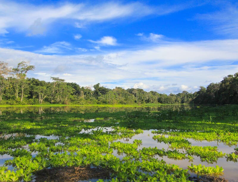 Amazon Jungle stock image. Image of clouds, blue, bath - 47176619