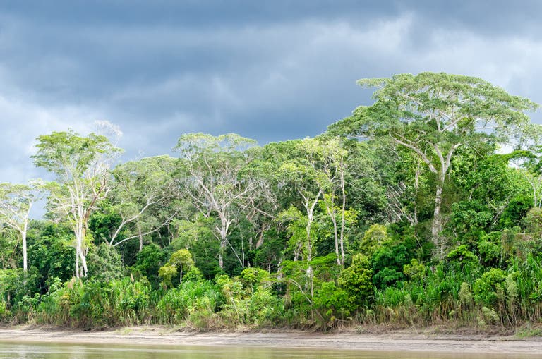 279 Amazon Rainforest Storm Stock Photos - Free & Royalty-Free Stock ...