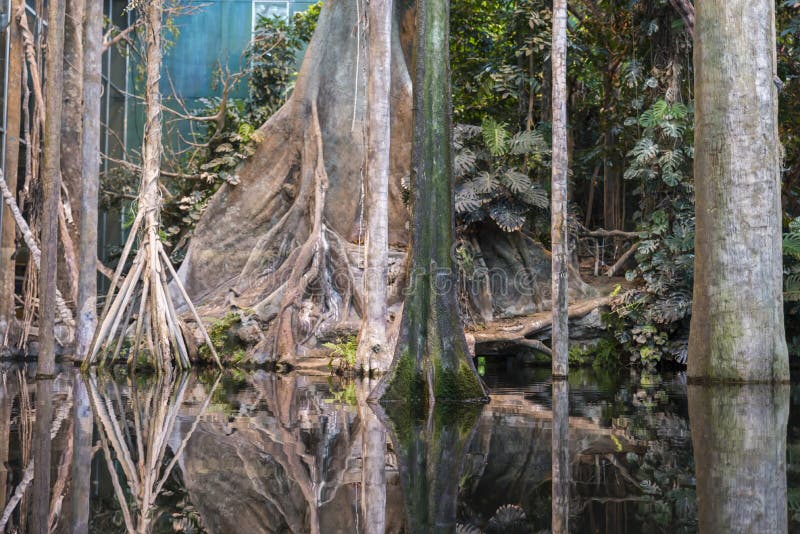 Amazon jungle stock photo. Image of landscape, panorama - 74738490