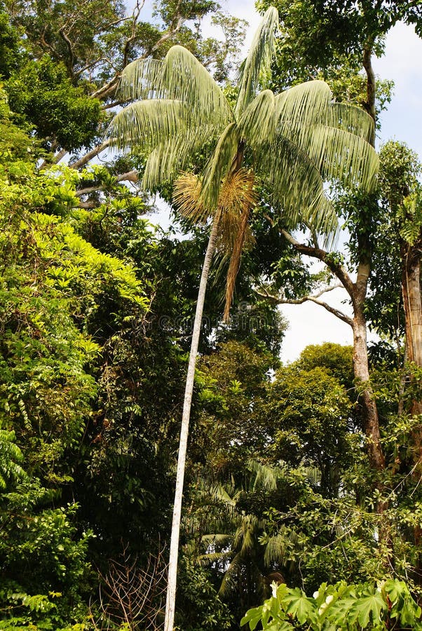 Amazon jungle tree stock photo. Image of forest, tree - 37852034