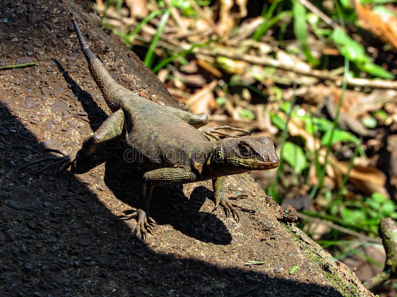 Tropidurus stock image. Image of nature, wildlife, reptilies - 28447403